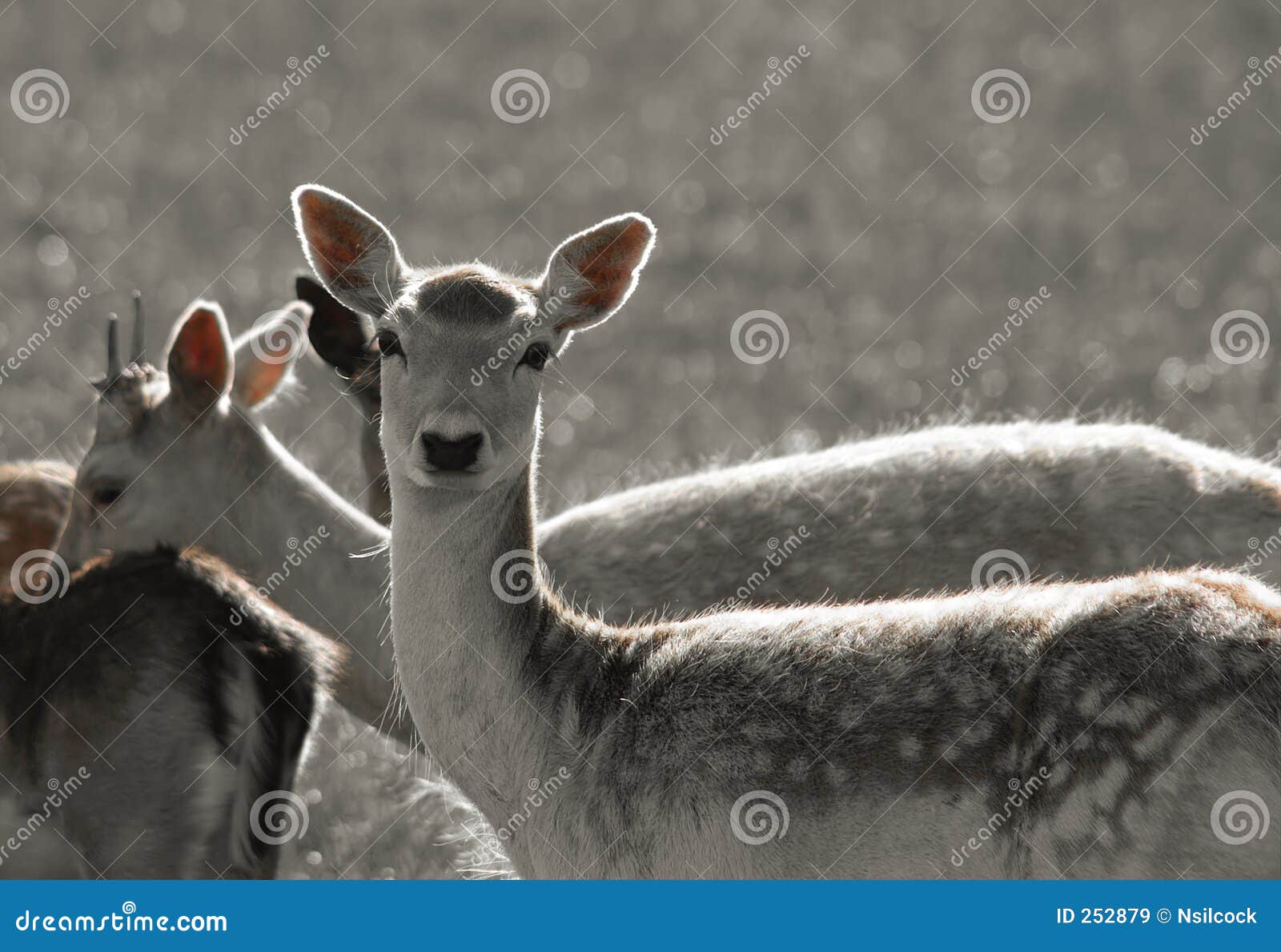 Two Deer Picture. Image: 252879