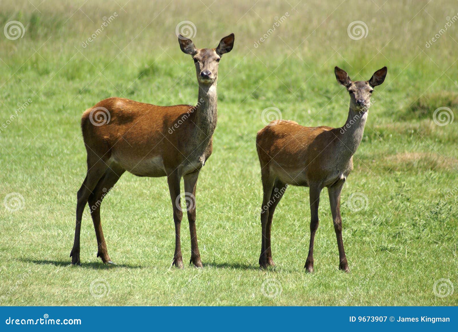 Two Deer stock image. Image of nature, stag, wildlife - 9673907