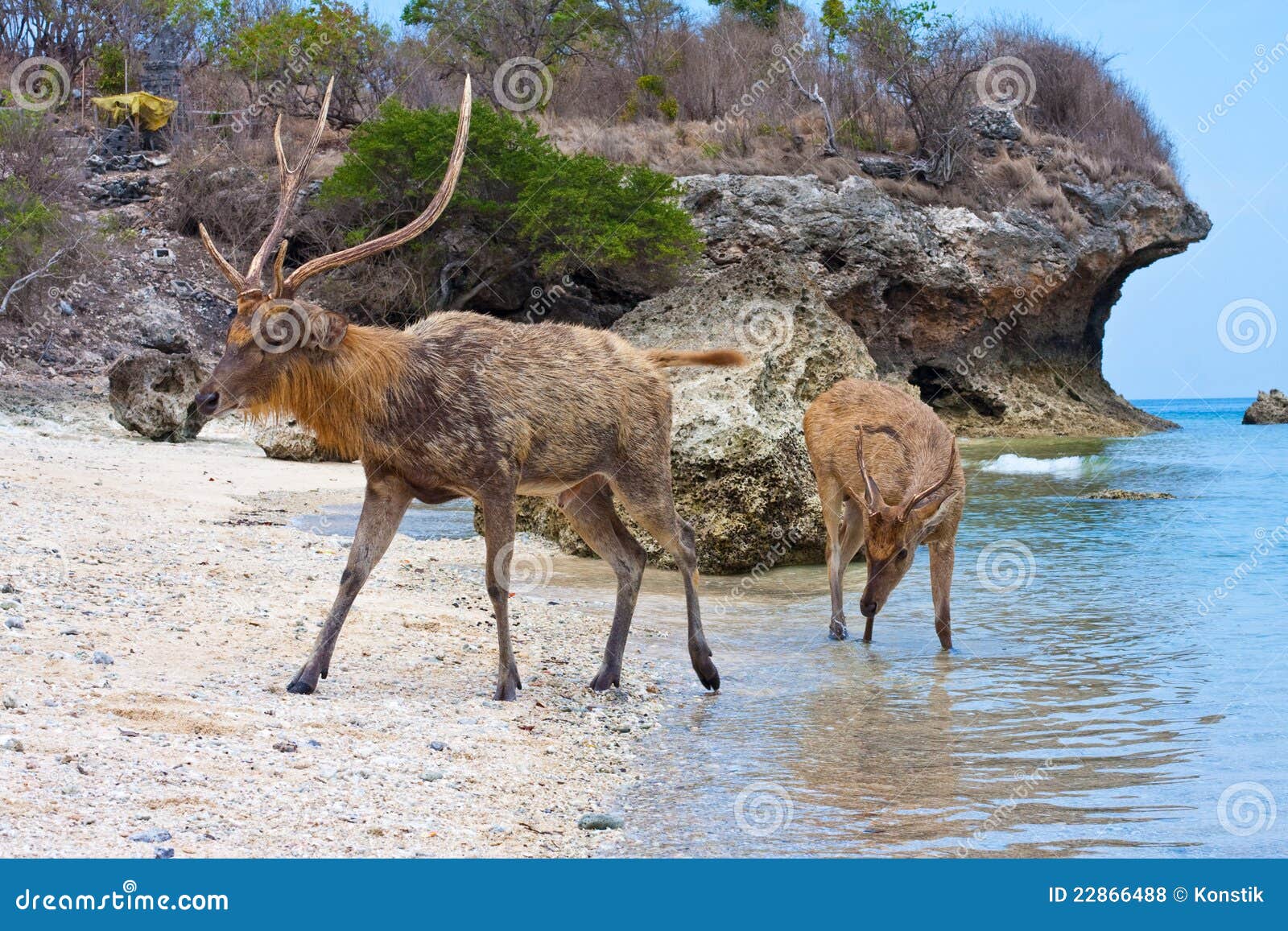 Two Deer Against Coastal Rocks Stock Photo - Image of beach, pair: 22866488