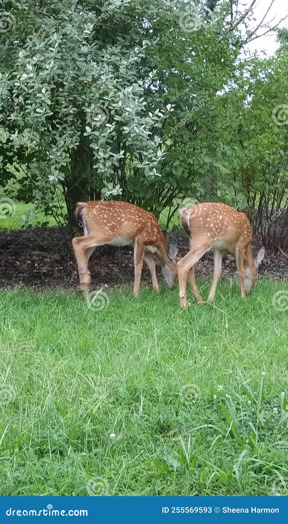 Two deer with better view stock image. Image of safari - 255569593