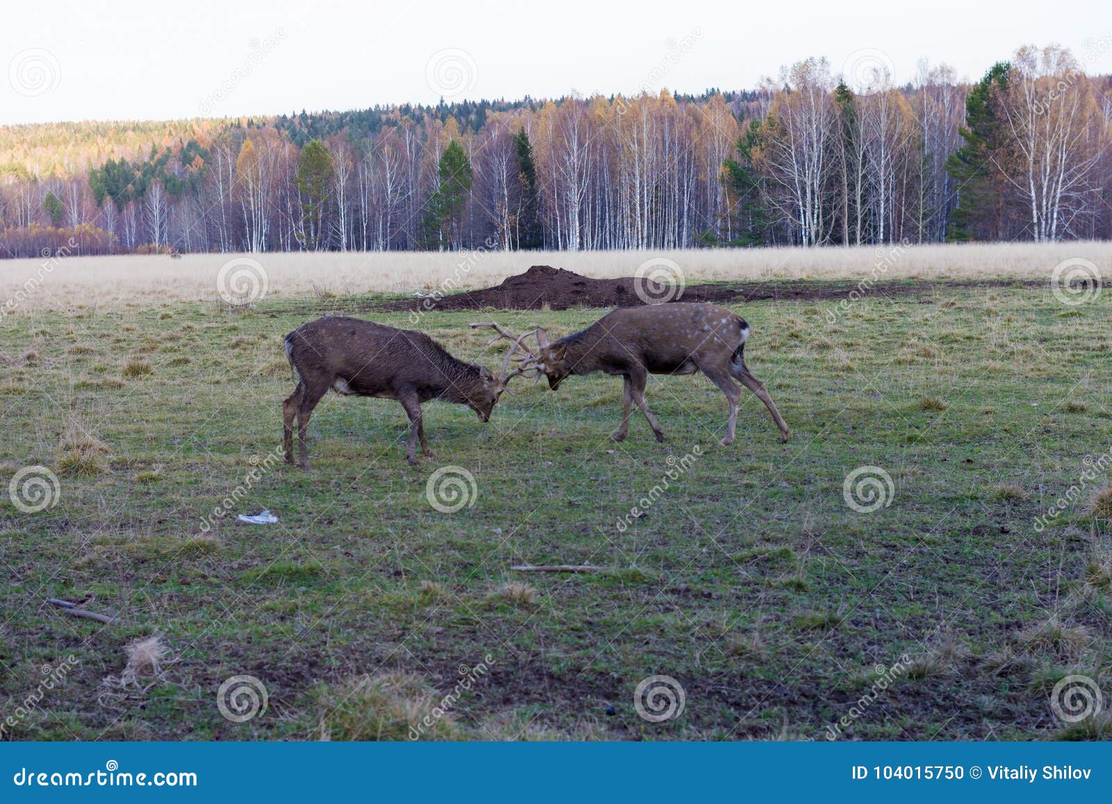 Two Deer Bucks Fighting in a Field Stock Photo - Image of animal, deer ...