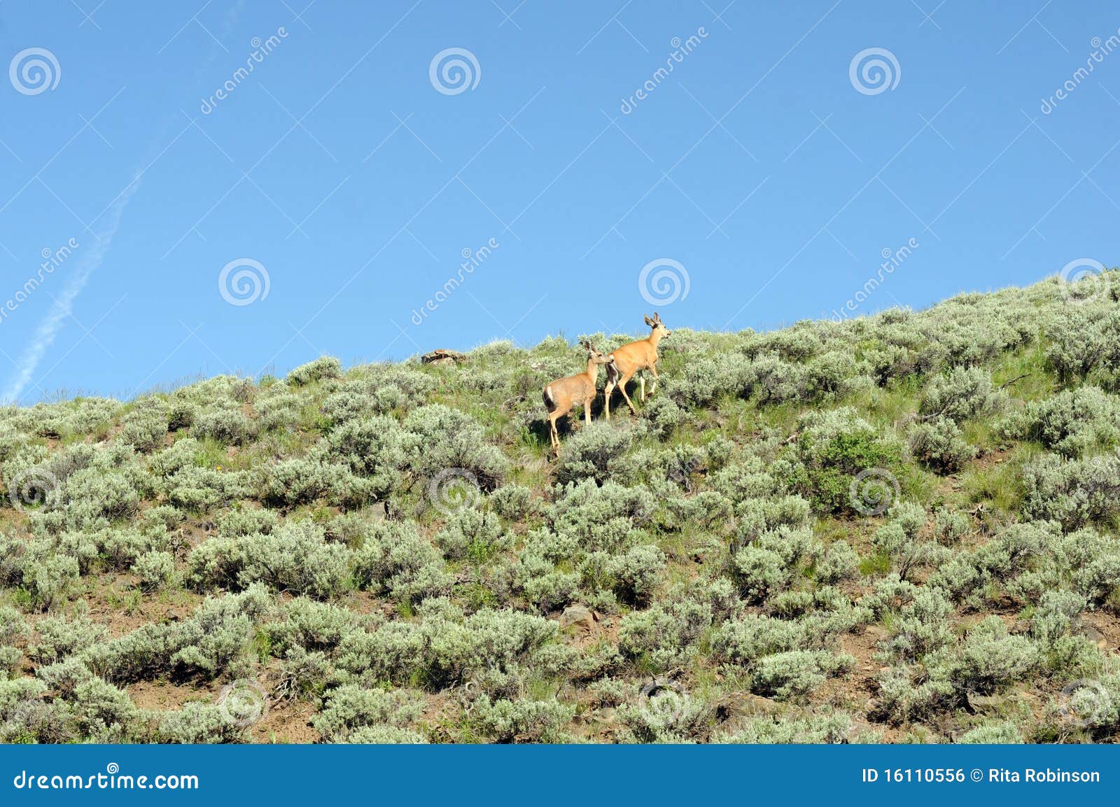 Two deer climbing stock photo. Image of ecosystem, deer - 16110556