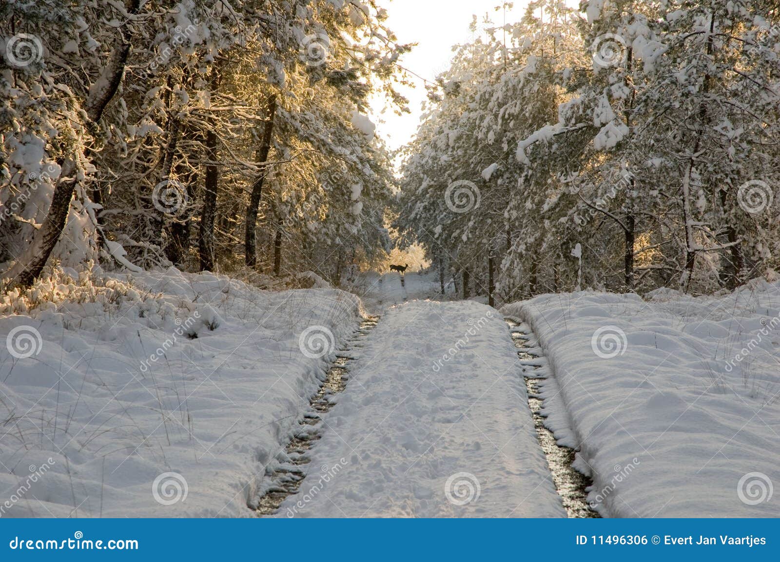 Two Deer Crossing Snowy Track NL Stock Photo - Image of veluwe, winter ...