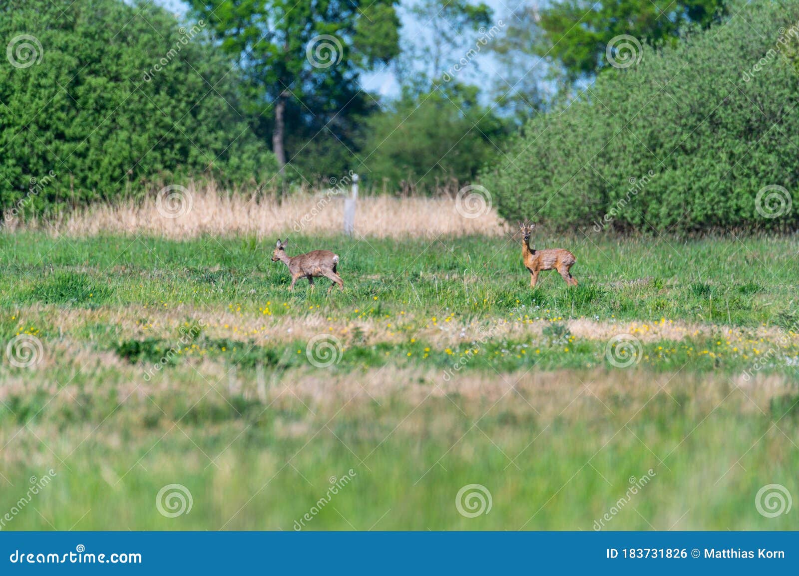 Two Deer on a Field in the Sunshine are on the Run in Safety Stock ...