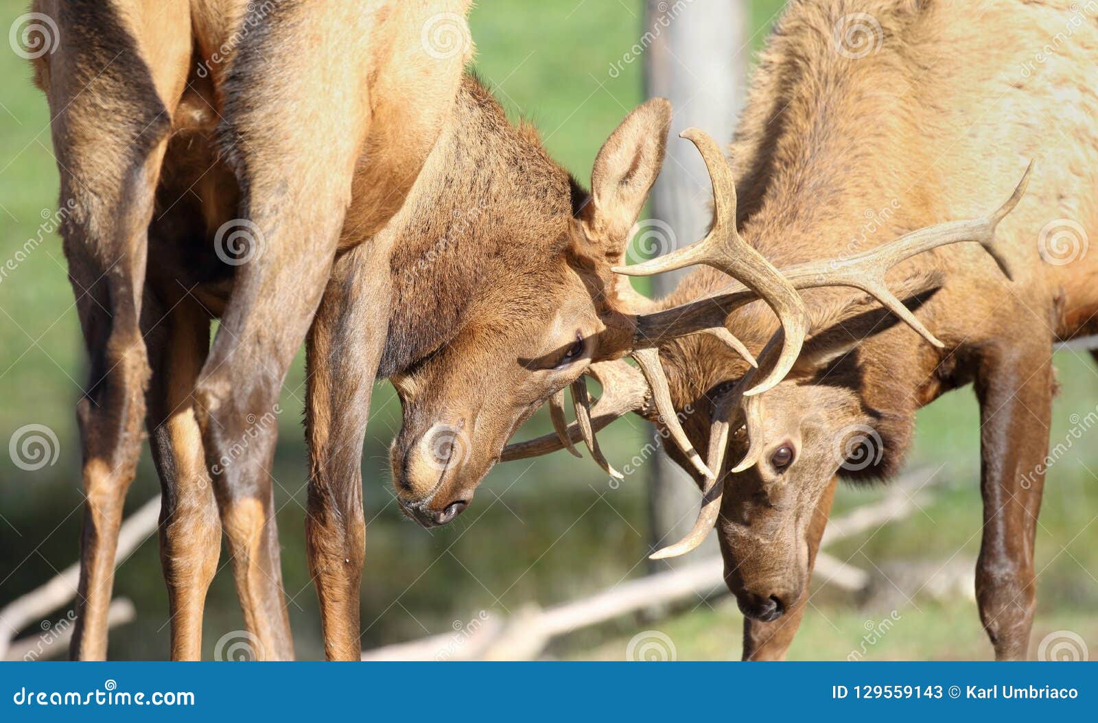 Two Deer Fighting in Nature during Rut Stock Image - Image of nature ...