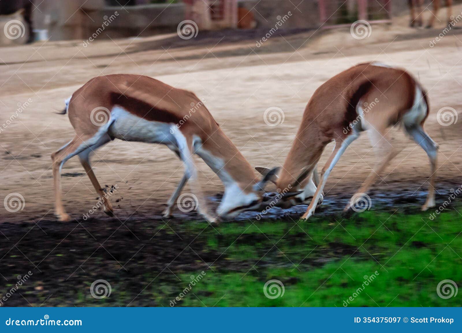 Two Deer are Fighting Over a Patch of Grass Stock Image - Image of ...