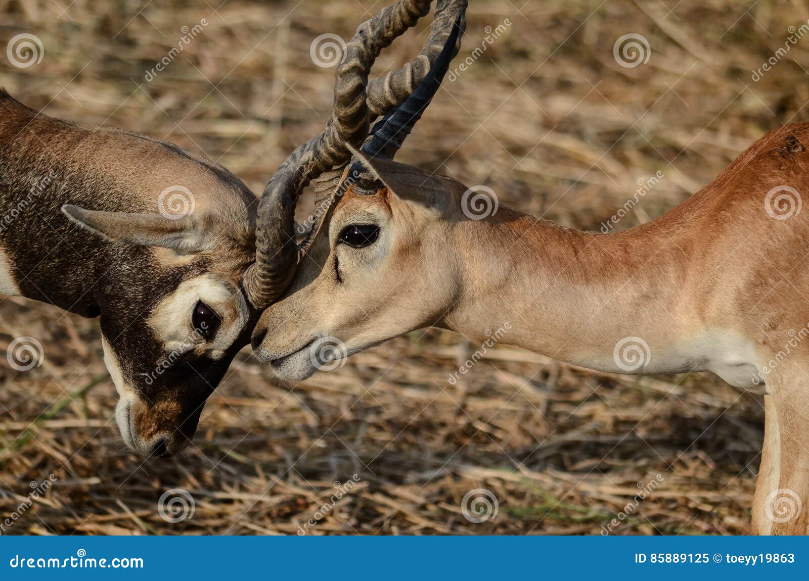 Two deer are fighting stock image. Image of stags, grass - 85889125