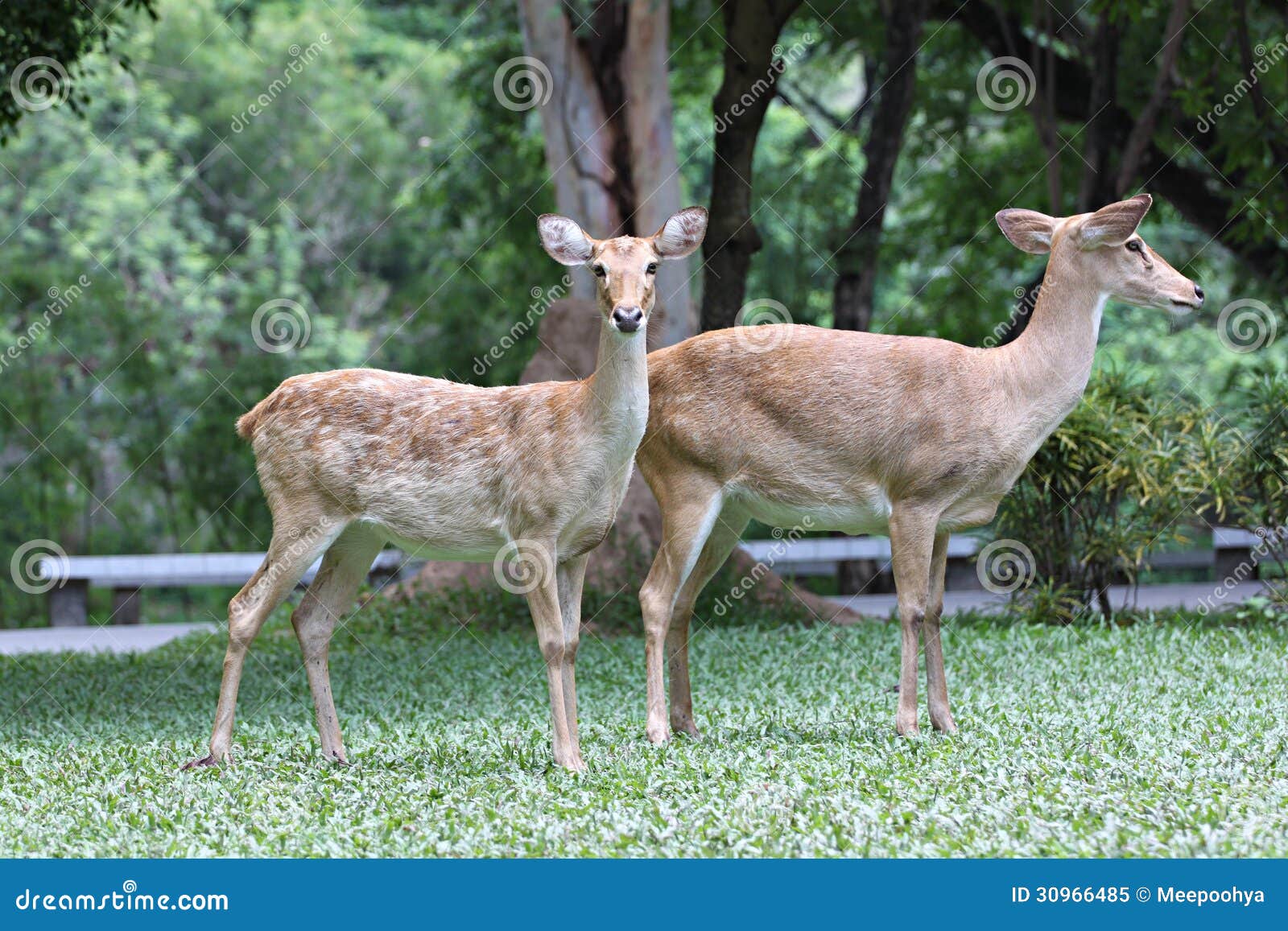 Two Deer on the Green Grass. Stock Image - Image of furry, male: 30966485