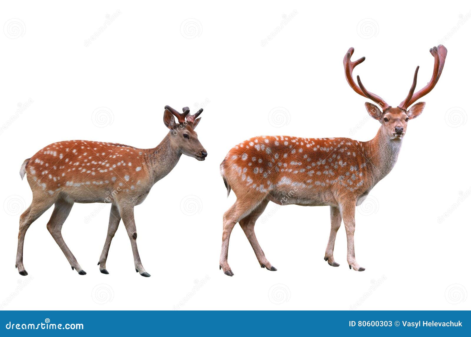 Two deer stock image. Image of antlers, chital, holiday - 80600303