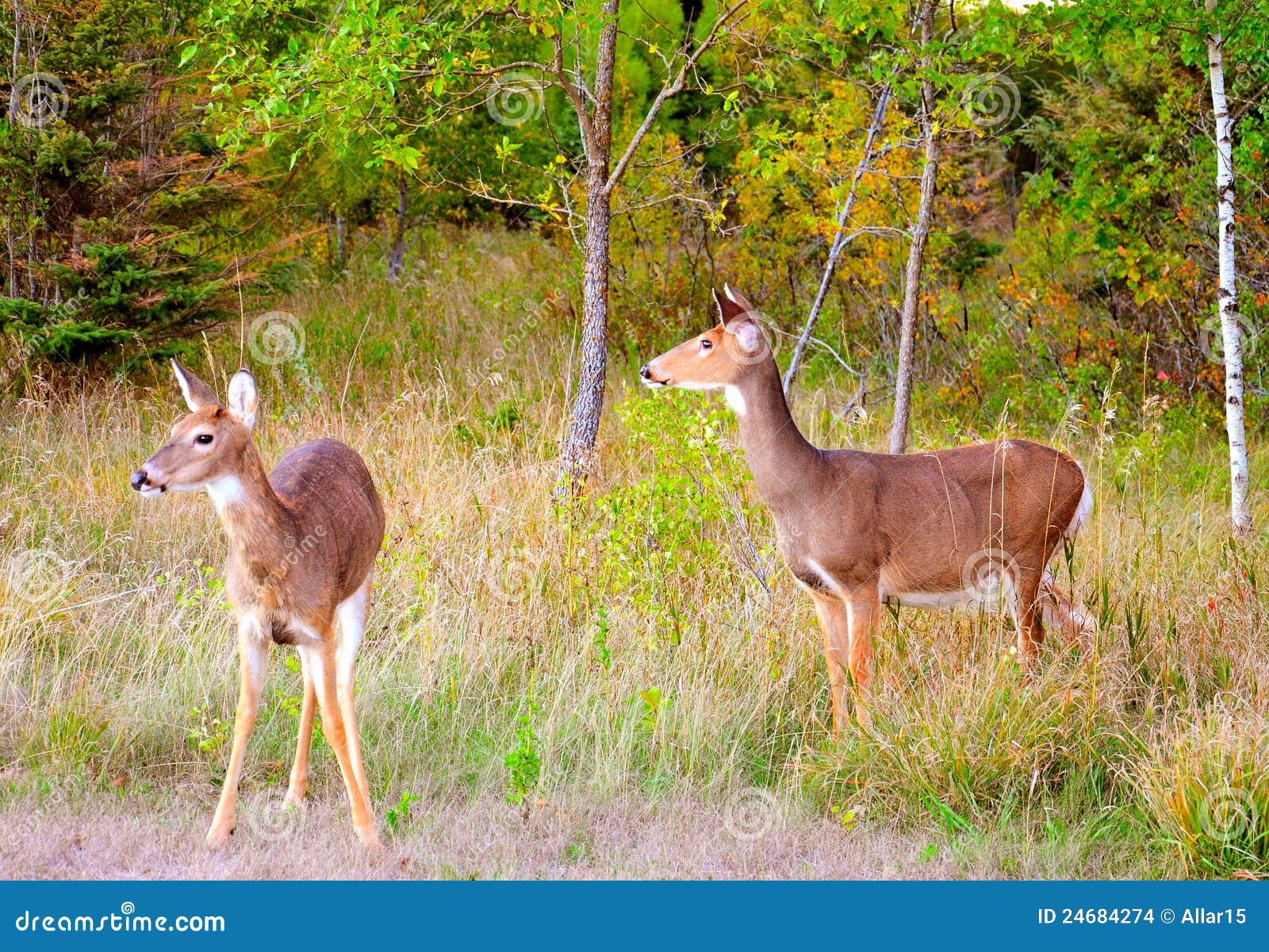 Two Deer Just Emerging from the Forest Stock Photo - Image of ...