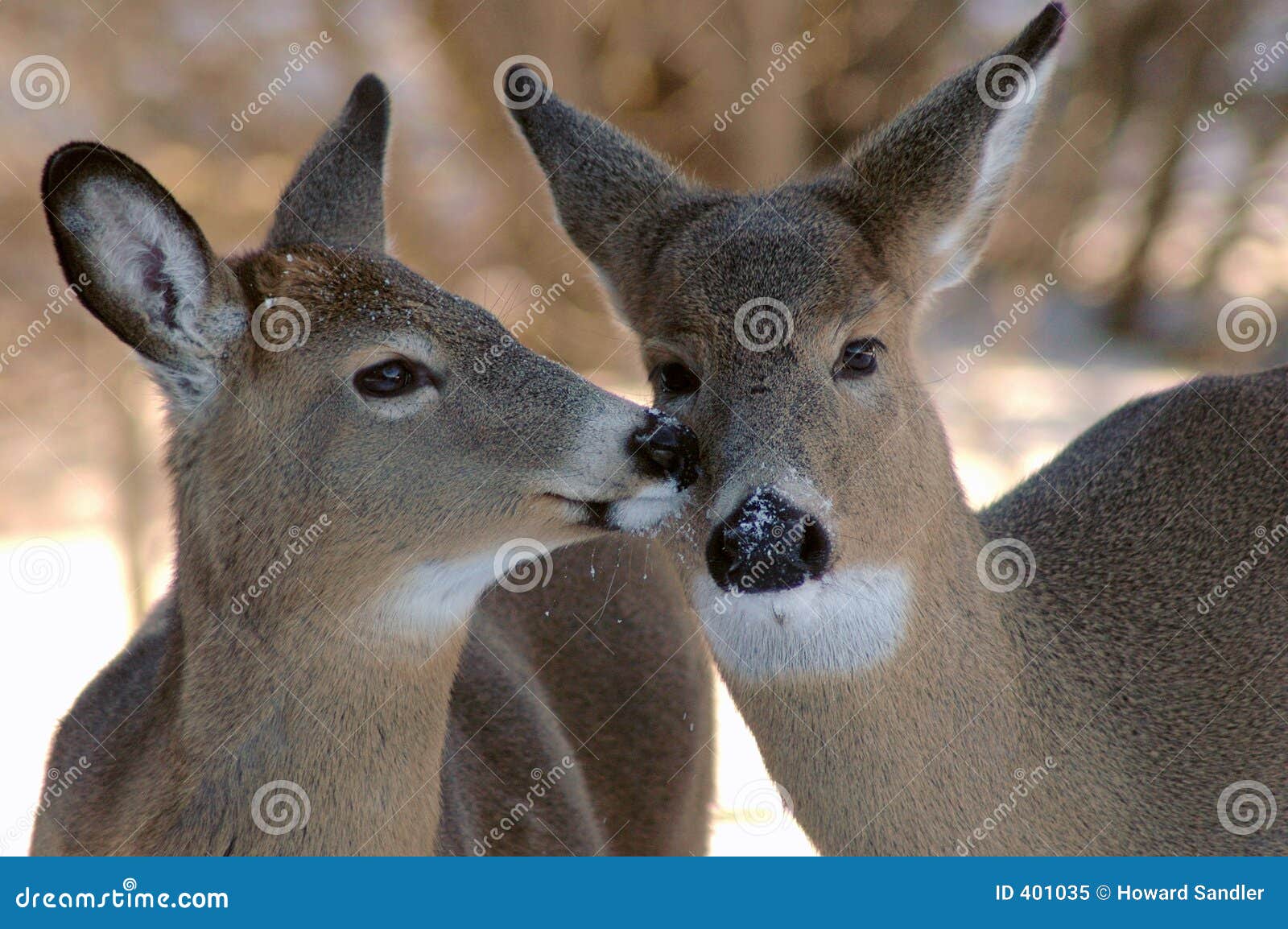 Two deer kissing stock image. Image of whisper, tender - 401035