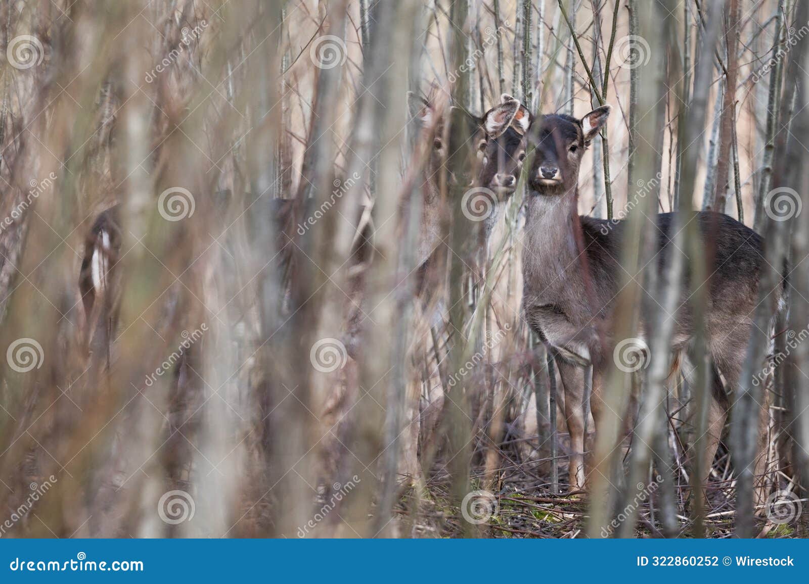 Two Deer Looking at the Camera in a Tree Filled Forest Stock Photo ...
