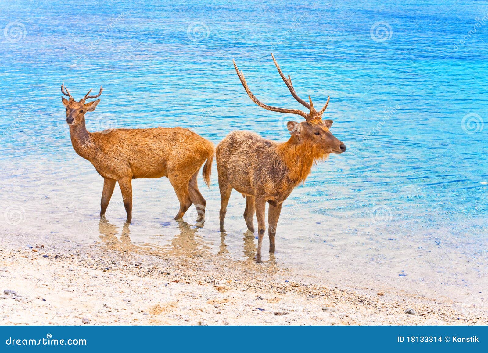 Two deer in ocean stock photo. Image of wildlife, background - 18133314