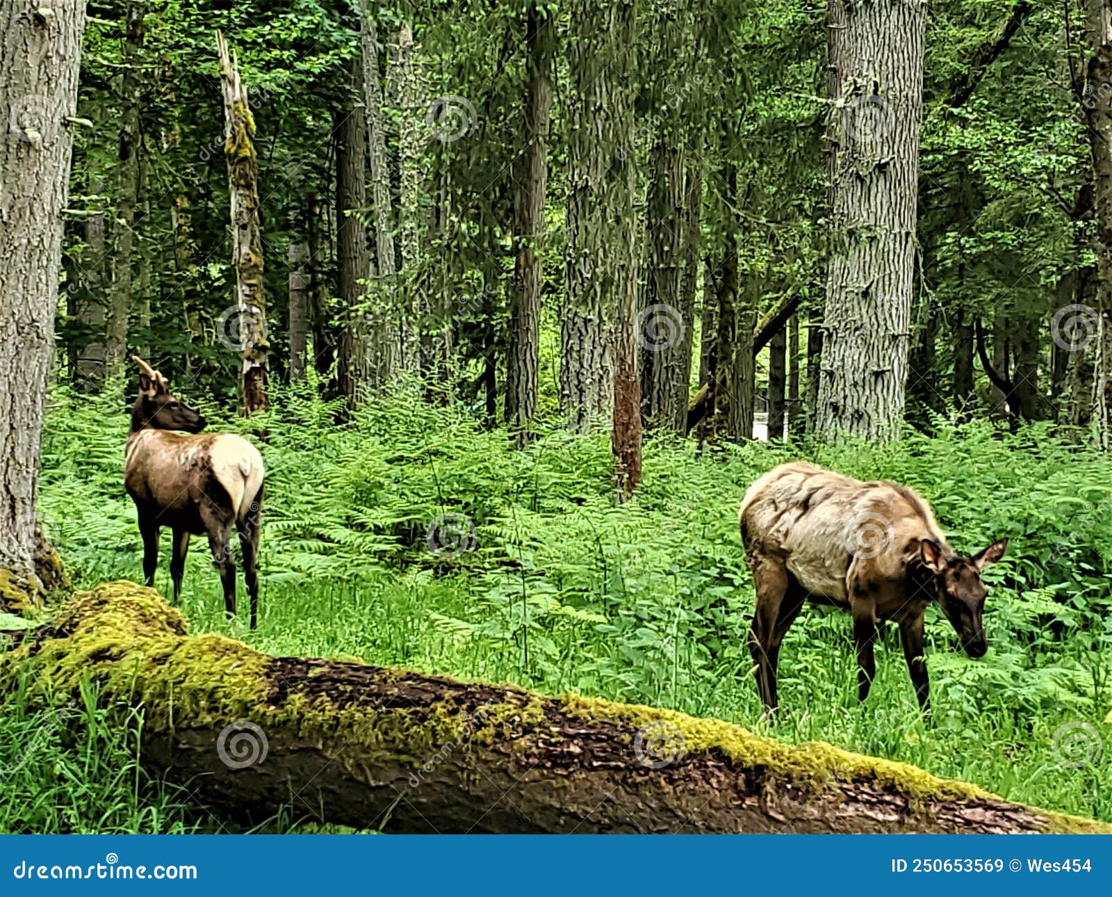 Two Deer Pasturing in the Forest in the Spring Stock Image - Image of ...