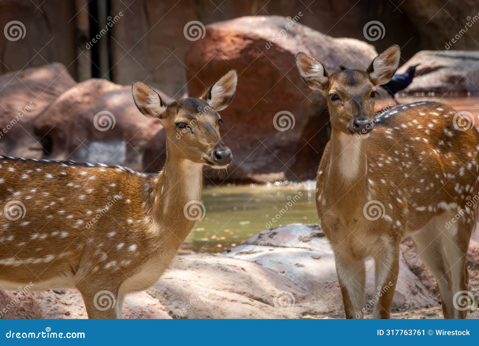 Two Deer beside a Pond with Rocks in the Backdrop. Stock Image - Image ...
