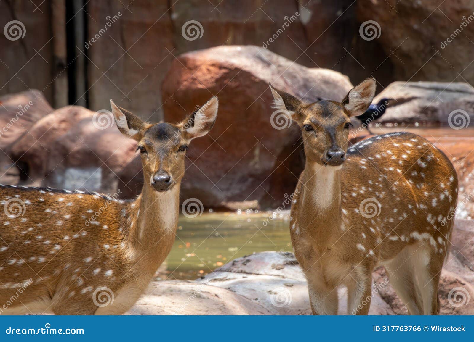 Two Deer beside a Pond with Rocks in the Backdrop. Stock Photo - Image ...