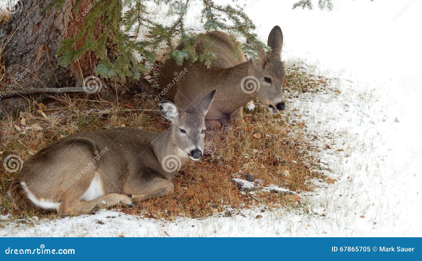 Two Deer Resting Under Tree in Winter Stock Image - Image of snowy ...