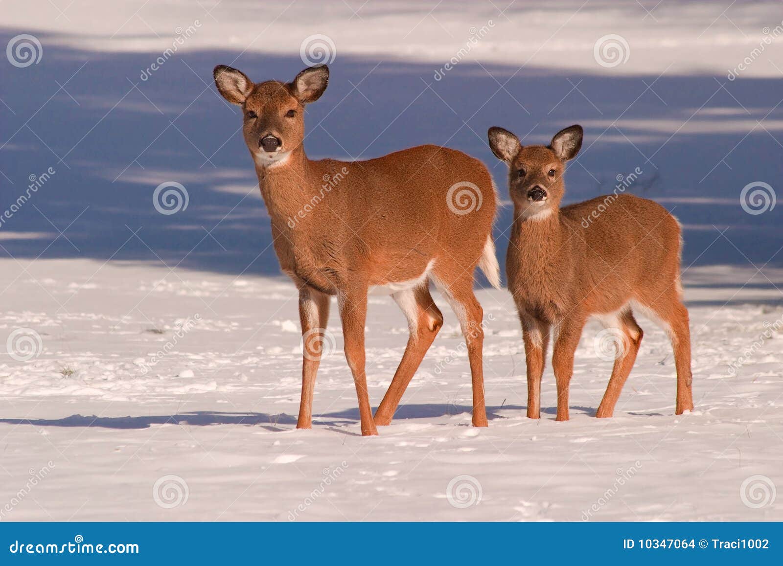 Two Deer in the Snow stock photo. Image of deer, young - 10347064