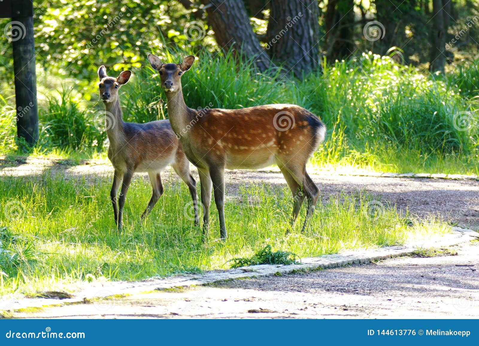 Two Deer Standing by a Small Path at Ebino Kogen, Kyushu, Japan Stock ...
