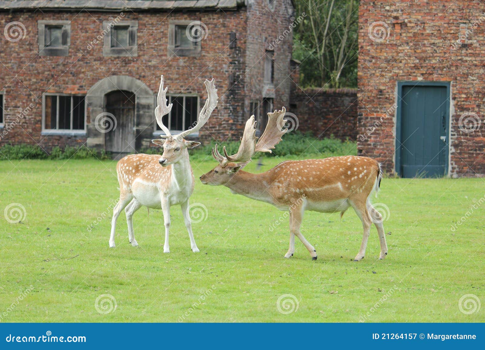 Two deer together stock image. Image of seasonal, mammals - 21264157
