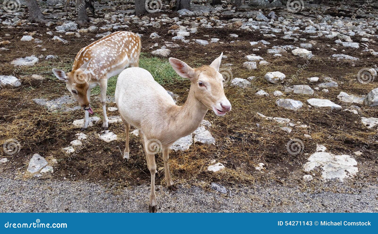 Two deer together stock image. Image of wildlife, together - 54271143