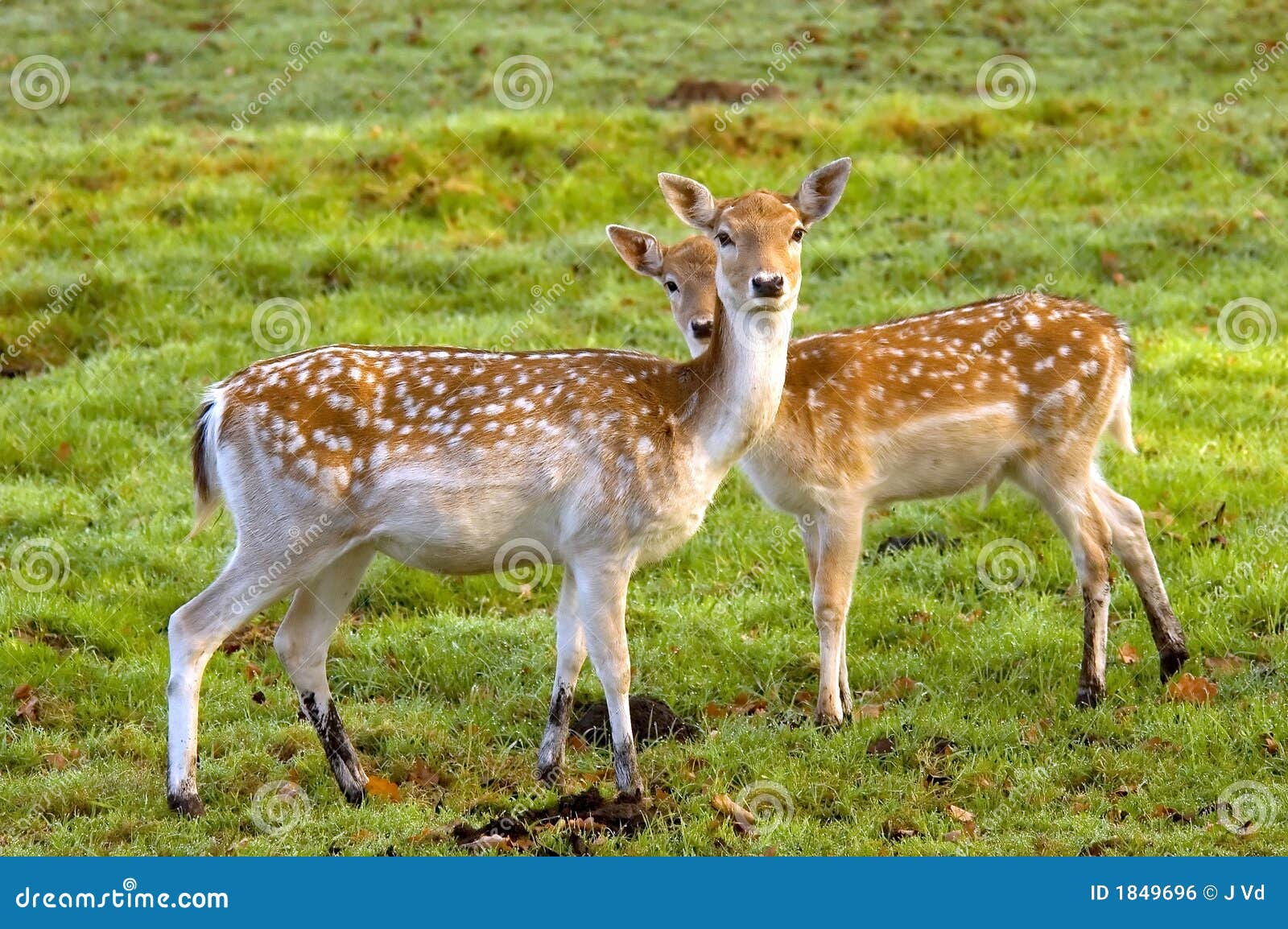 Two deers stock photo. Image of natural, national, blond - 1849696