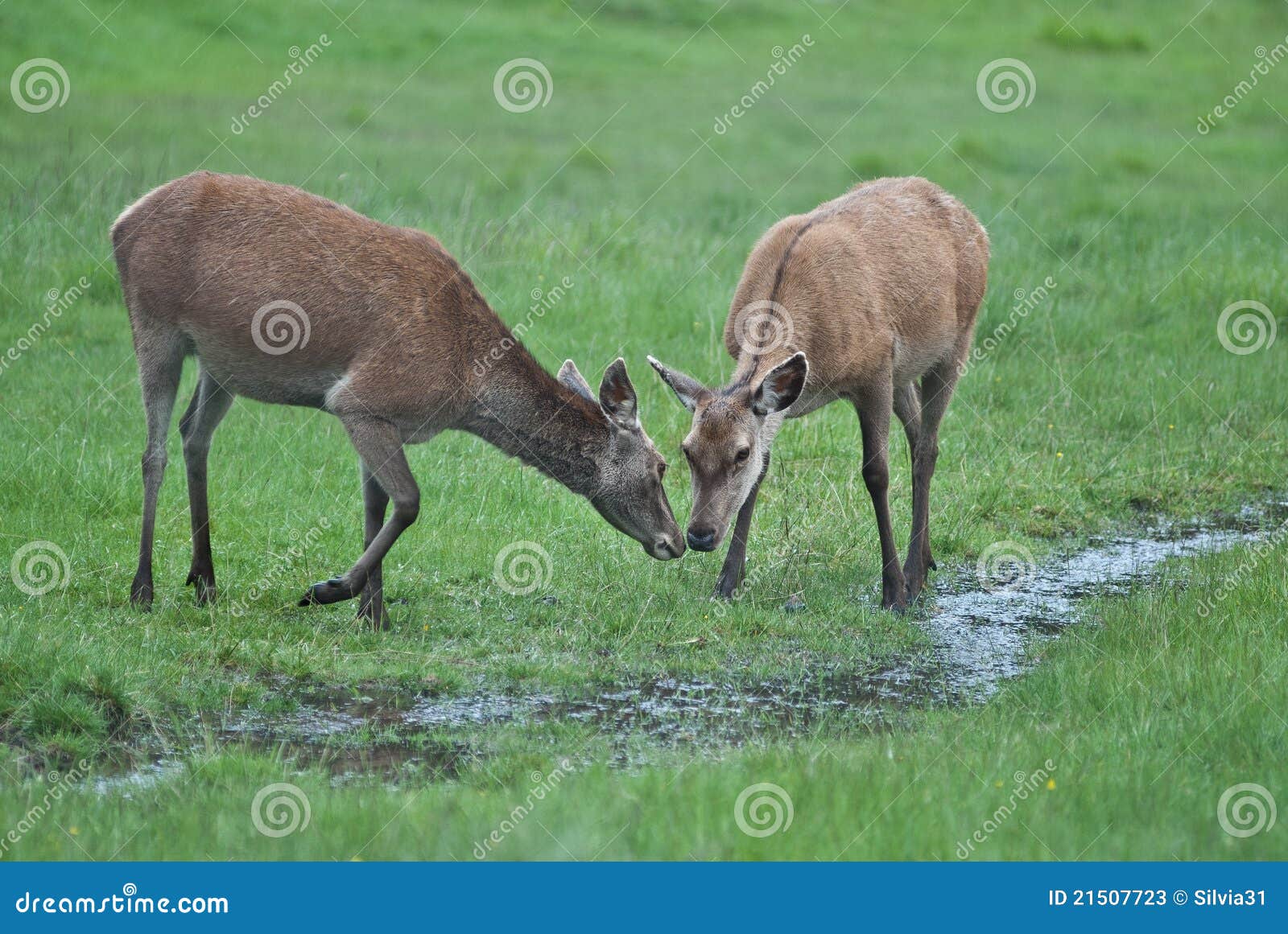 Two deers stock image. Image of animals, habitat, country - 21507723
