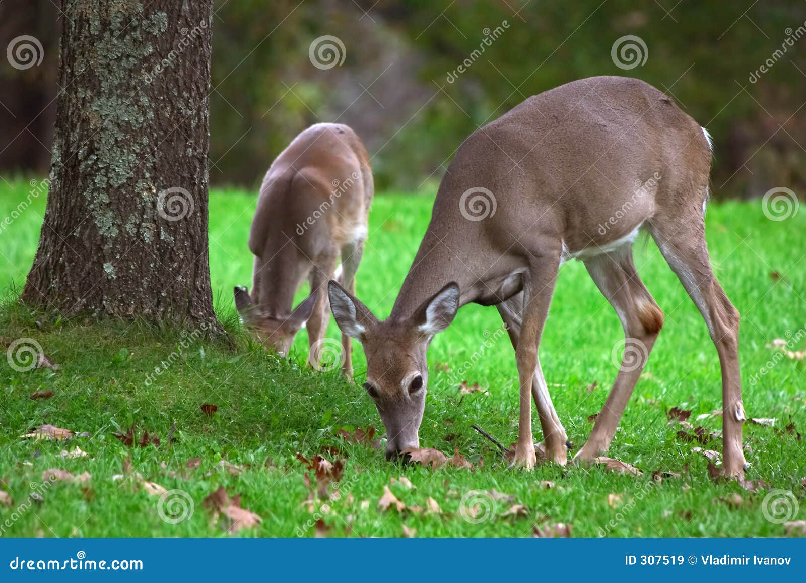 Two deers stock image. Image of fall, field, park, america - 307519
