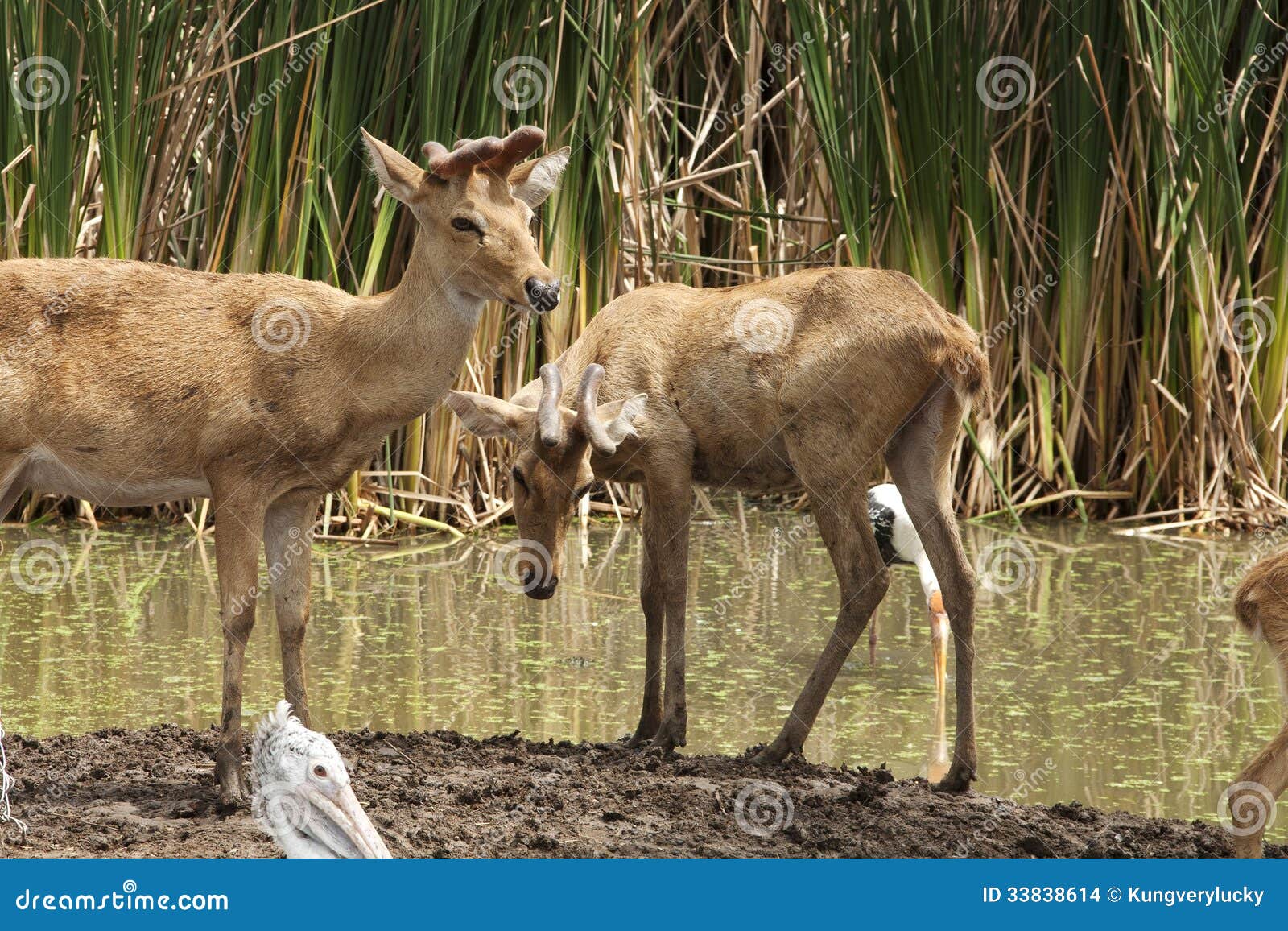 Two Deers stock photo. Image of national, melampus, mammal - 33838614