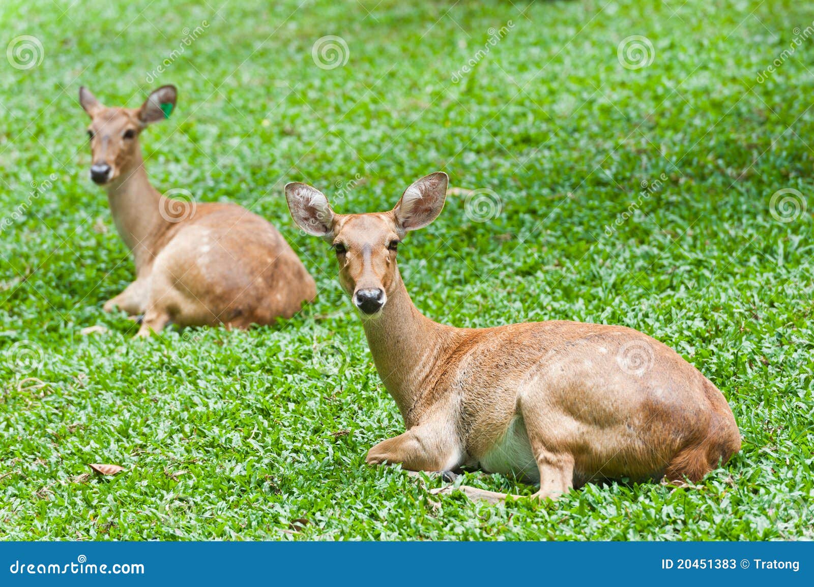 Two deers on green stock image. Image of venison, deer - 20451383