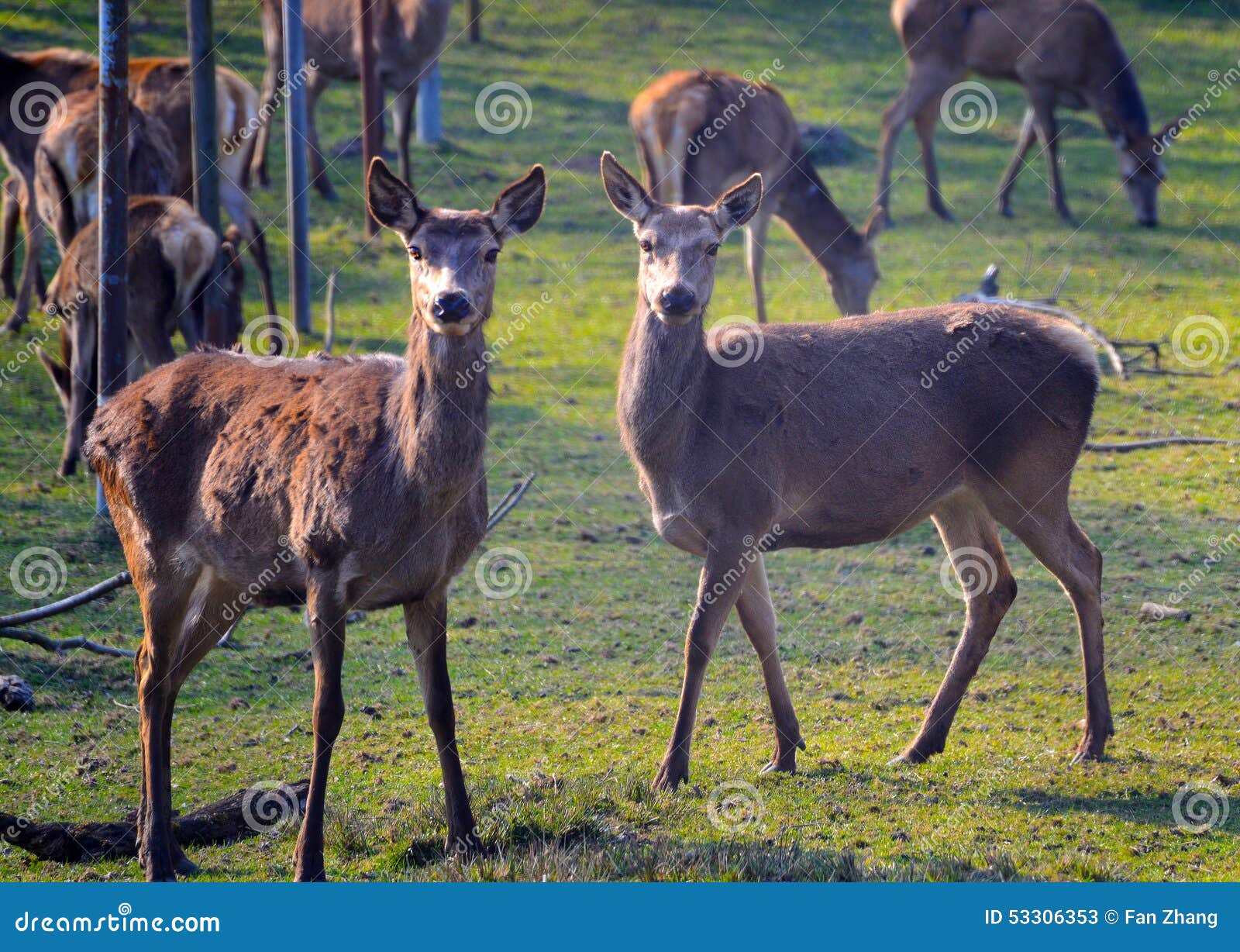 Two Deers Looking into Camera Stock Image - Image of animal, deer: 53306353