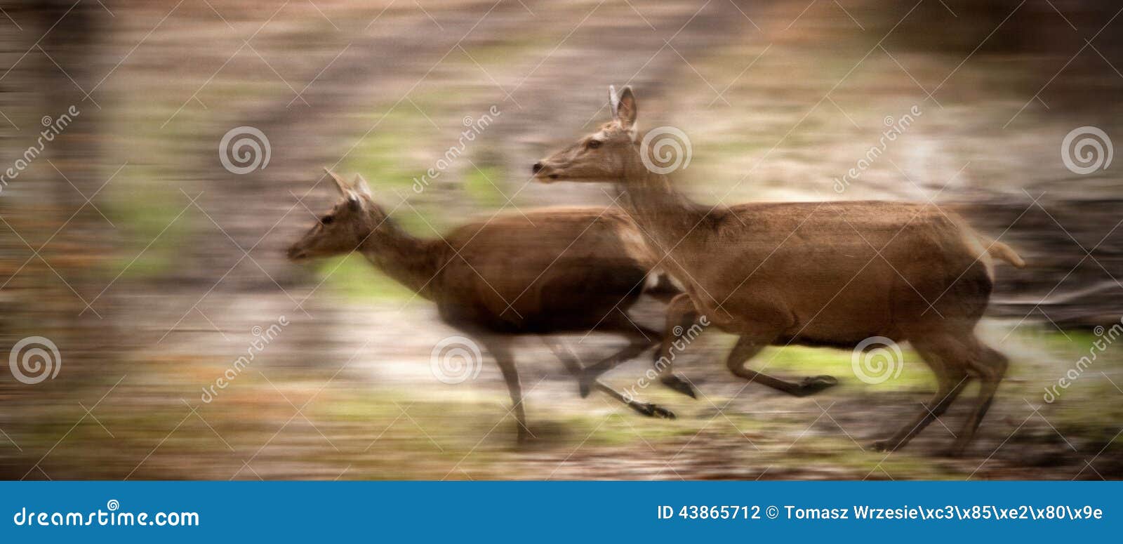 Two deers running stock photo. Image of escaping, females - 43865712
