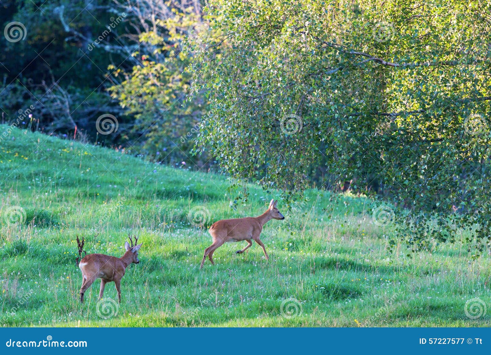 Two Deers in rut stock image. Image of capreolus, deers - 57227577