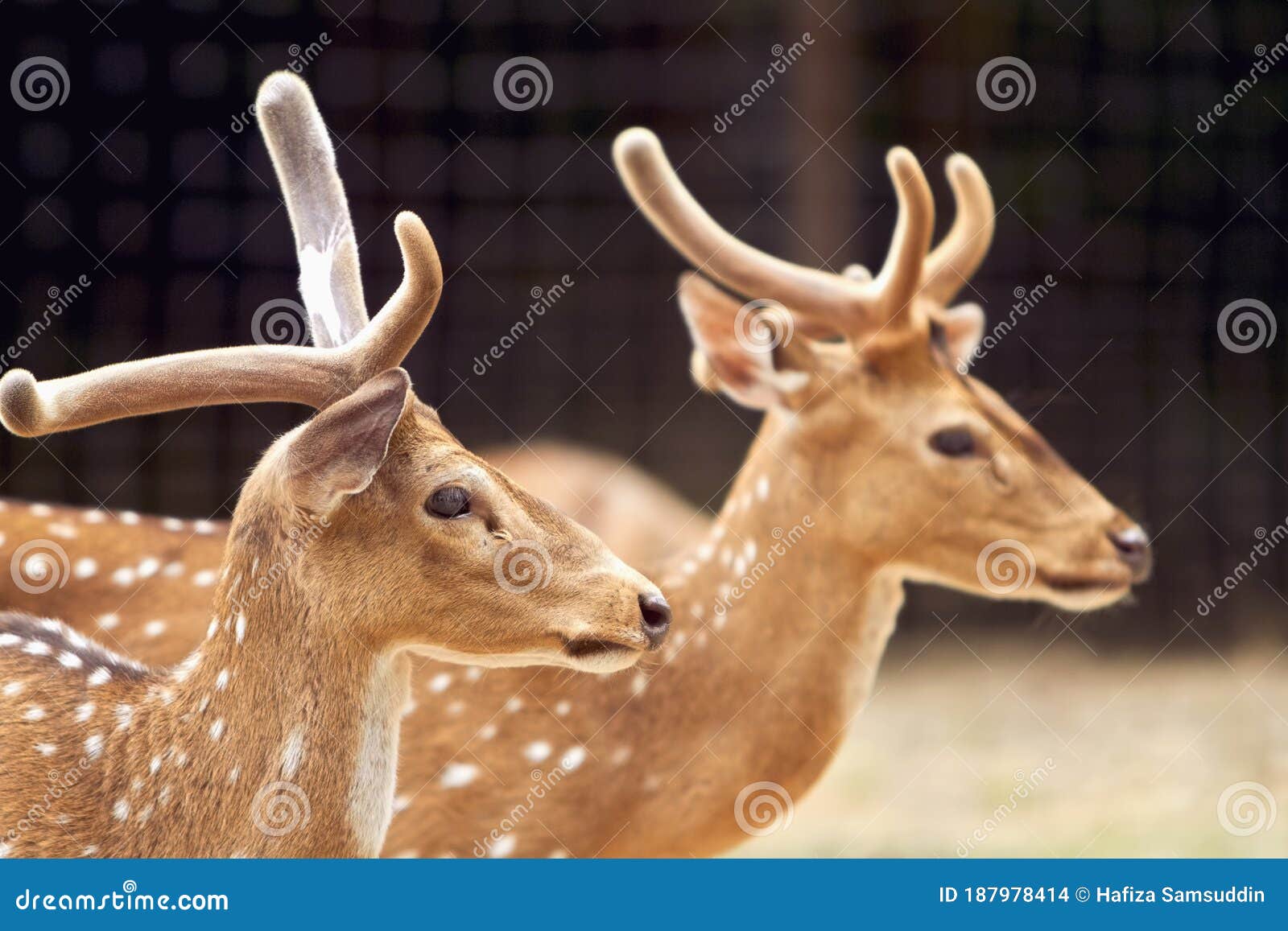 Two Deers Standing beside Each Other. Conceptual Image Stock Photo ...
