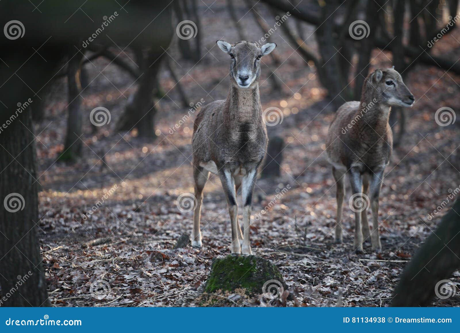 Two deers stock photo. Image of mammal, couple, leaves - 81134938
