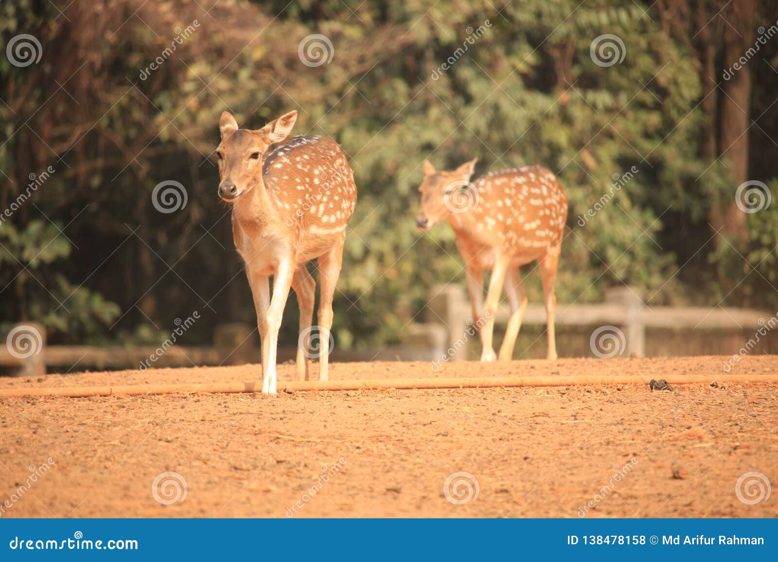 Two deers is walking stock photo. Image of fierce, deer - 138478158