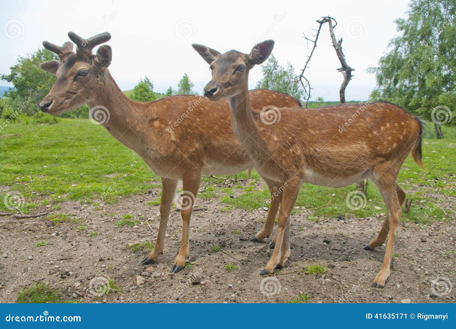 Two deers stock image. Image of grown, landscape, fauna - 41635171