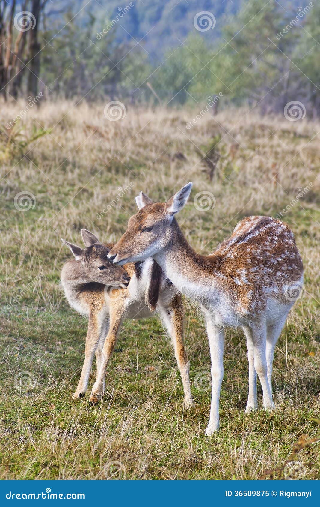 Two deers stock image. Image of grass, adult, animals - 36509875