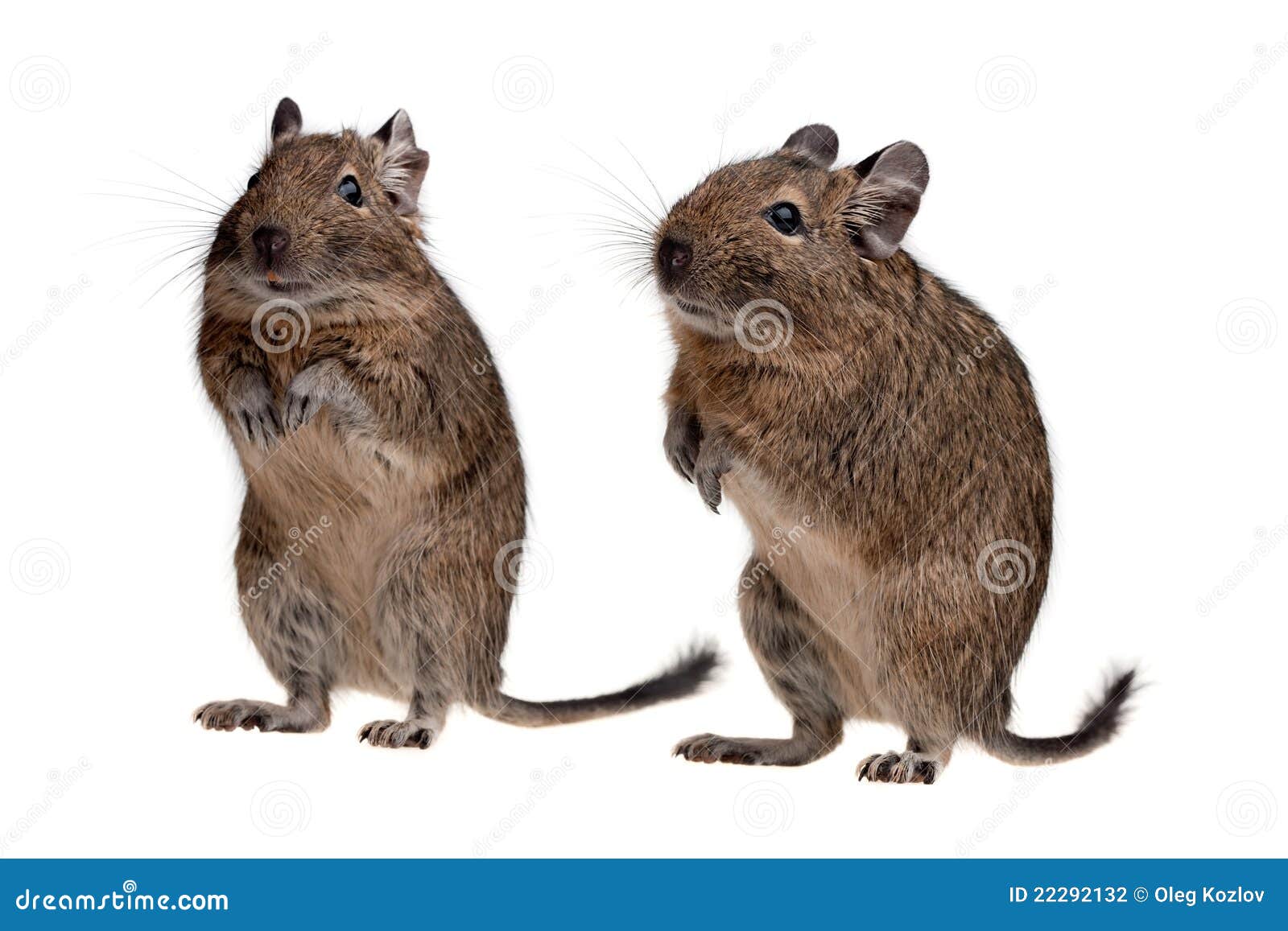 Two degu stock photo. Image of close, gopher, portrait - 22292132