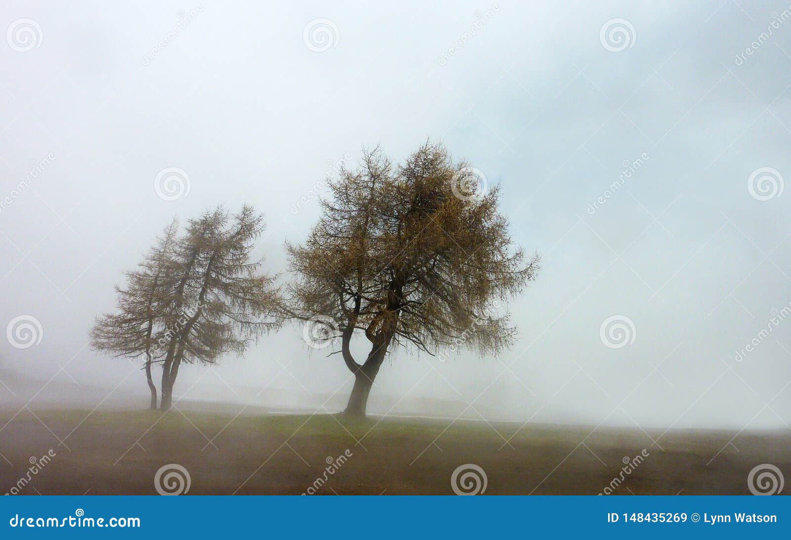 8,436 Desolate Trees Photos - Free & Royalty-Free Stock Photos from ...
