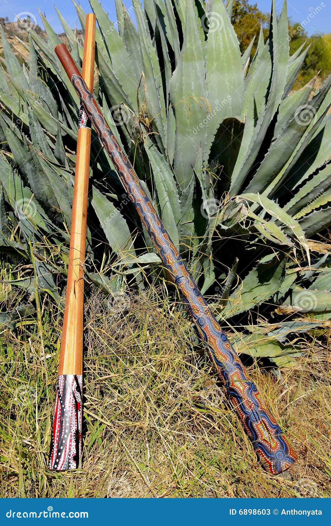Australian Didgeridoos Rest Against Massive Stump Stock Image ...