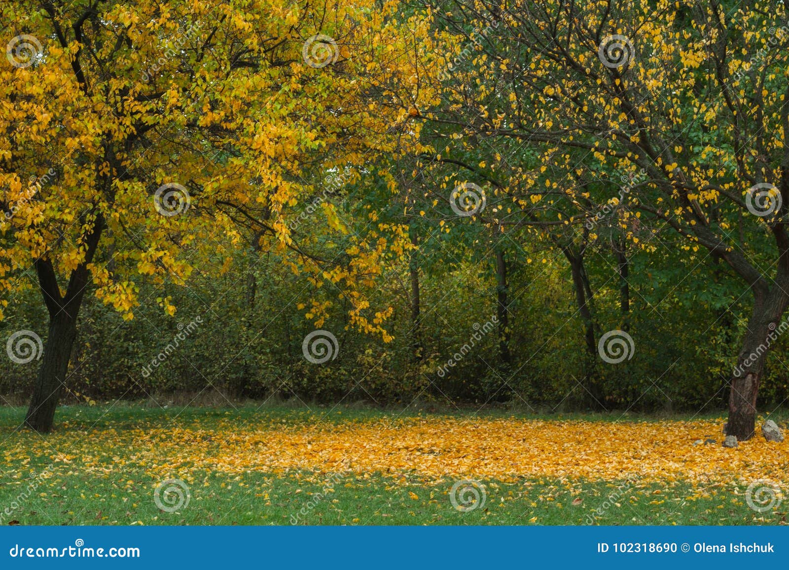 Two different autumn trees stock photo. Image of fallen - 102318690