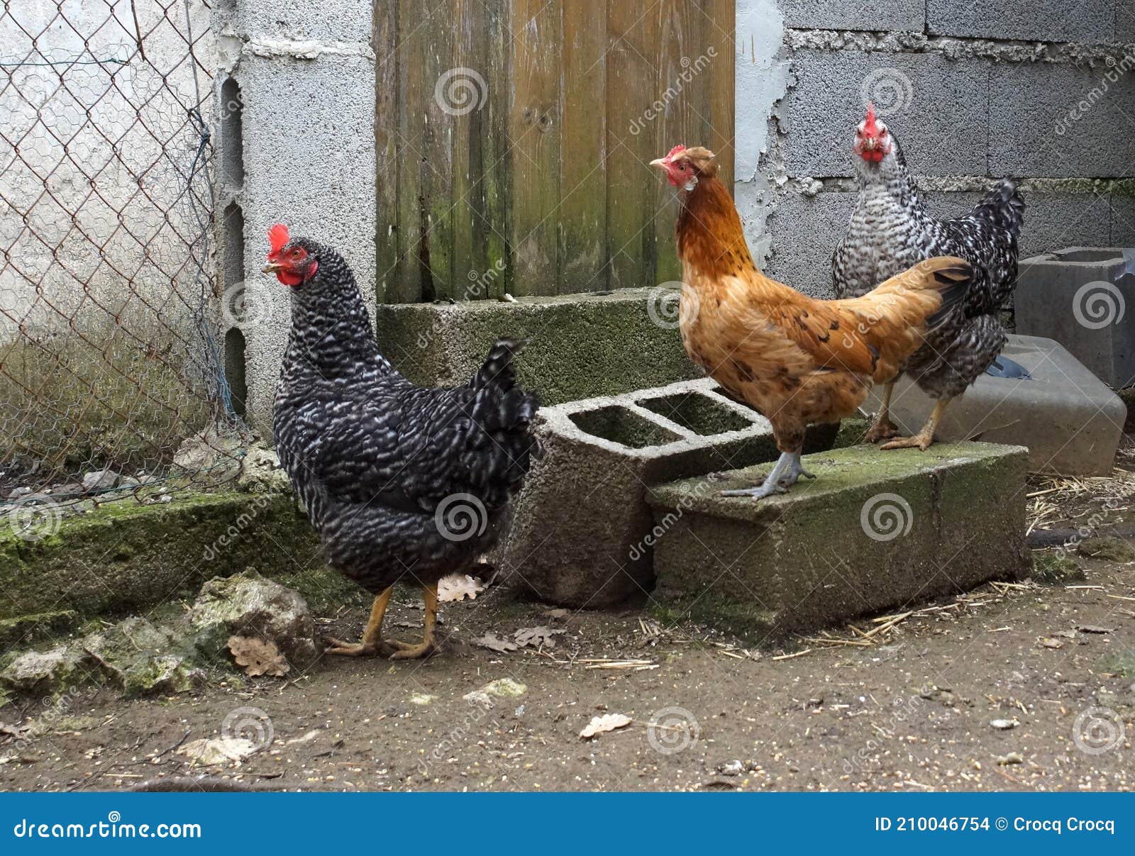 Two Different Breads of Chicken Stock Photo - Image of rennes, french ...