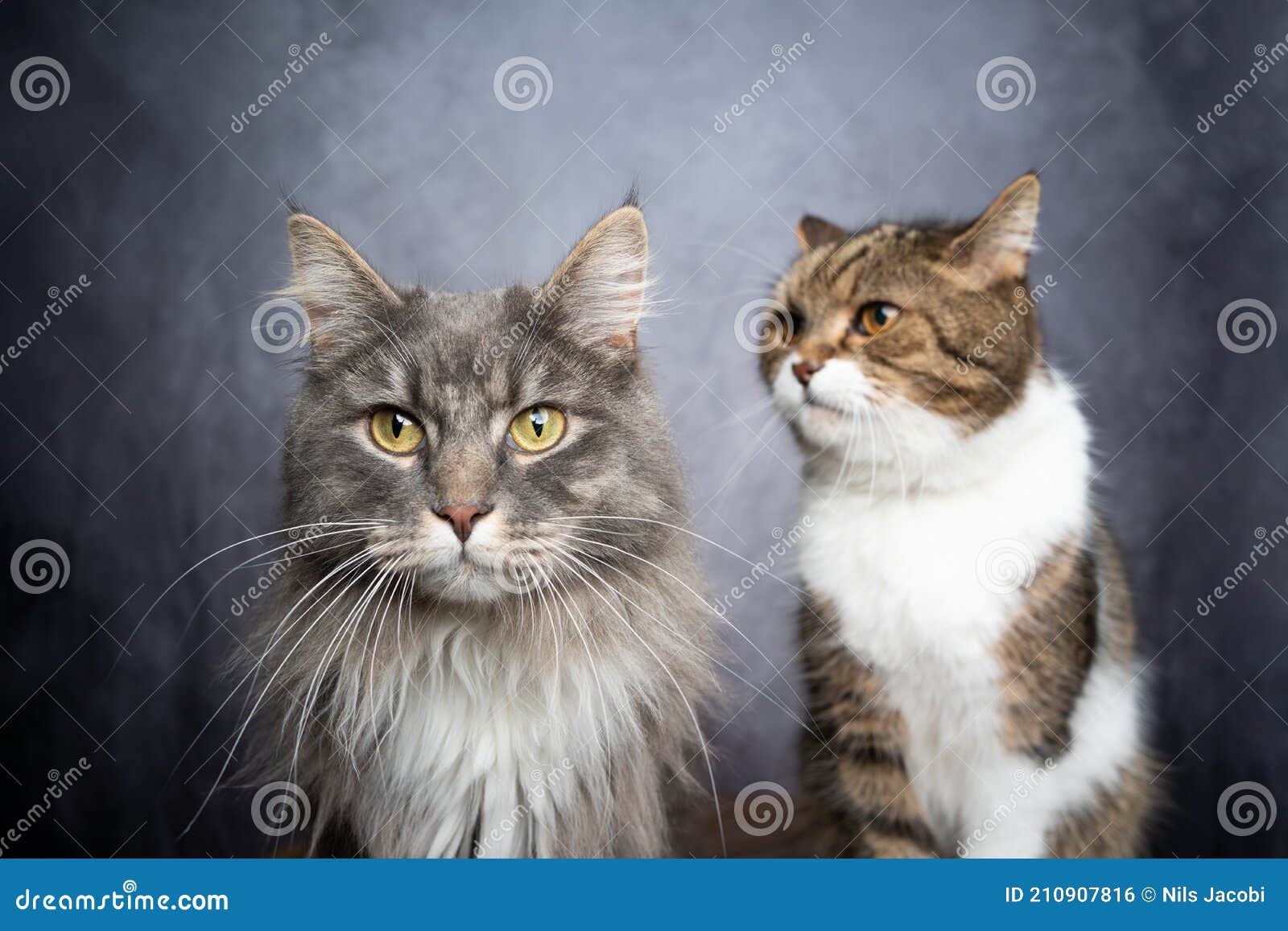 Two Different Breed Cats Side by Side Studio Shot Stock Photo - Image ...