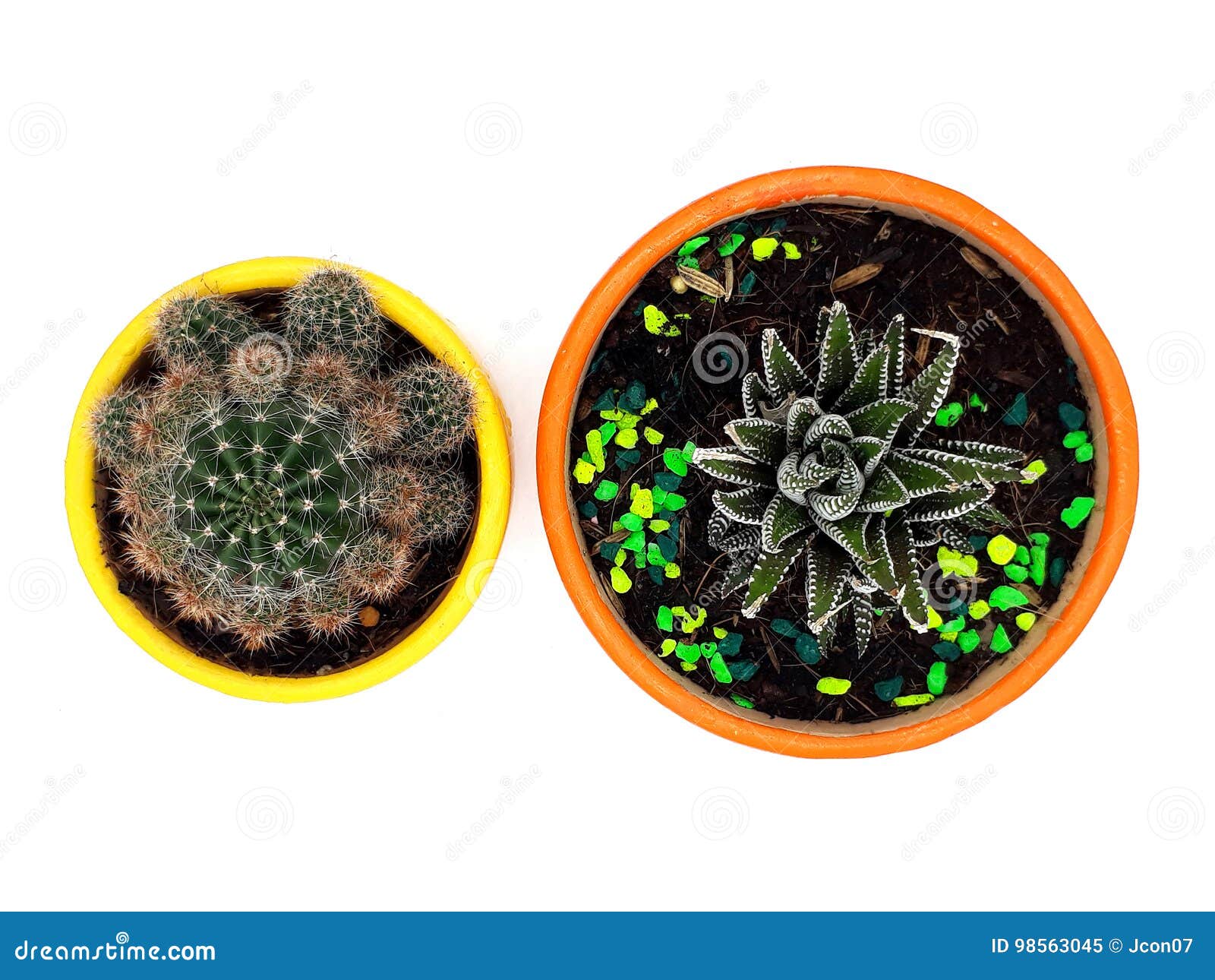 Two Different Cactus Plants, Top View. Stock Image - Image of beautiful ...
