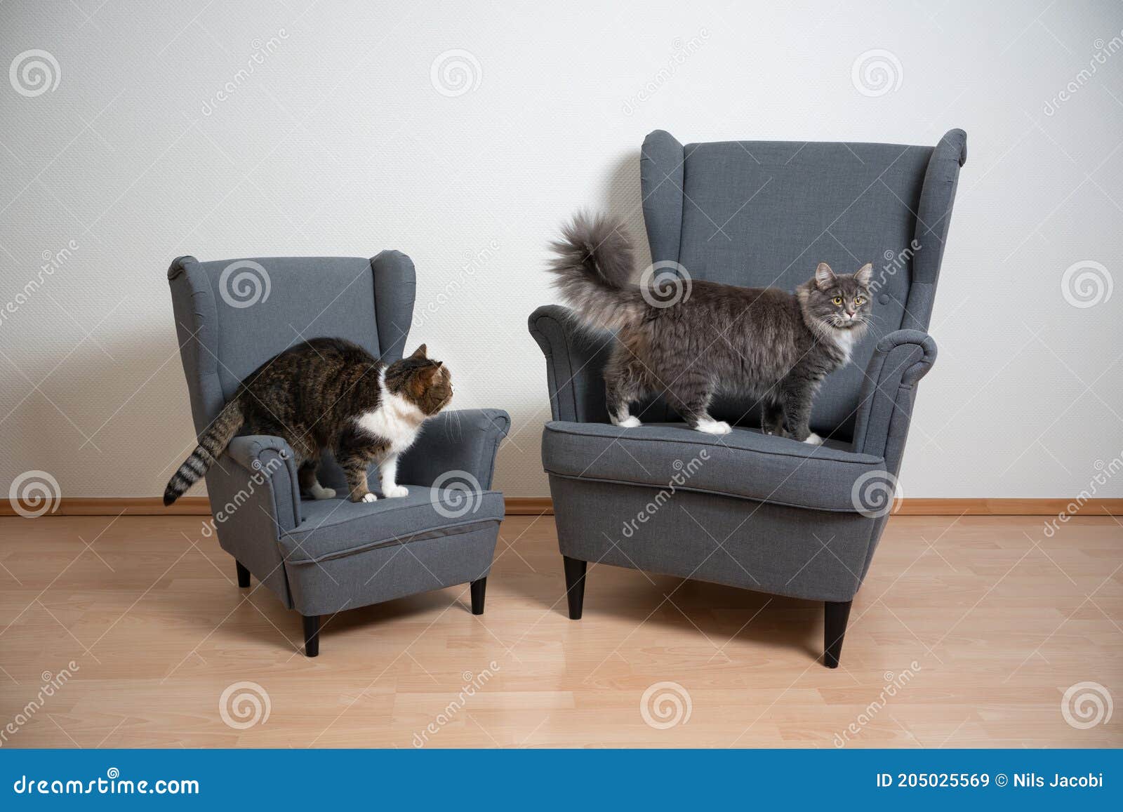 Two Different Cats on Arm Chairs Stock Image - Image of size, blue ...