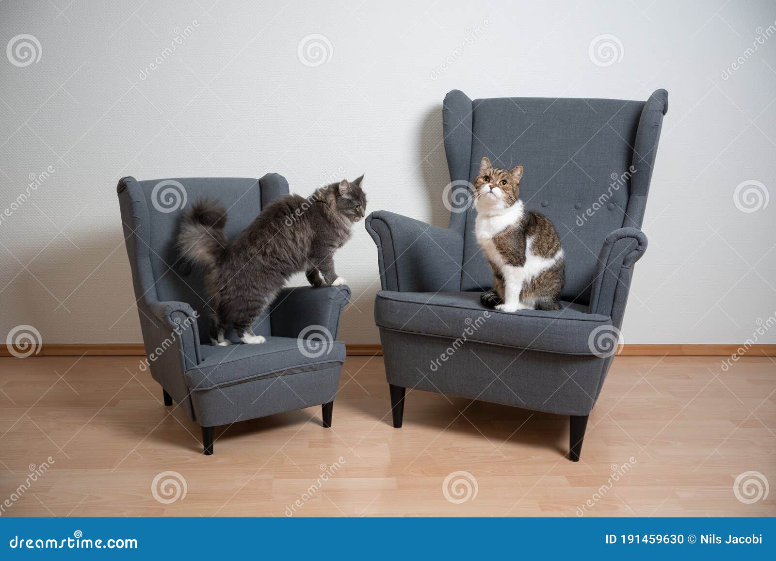 Two Different Cats on Armchairs Stock Photo - Image of shorthair ...