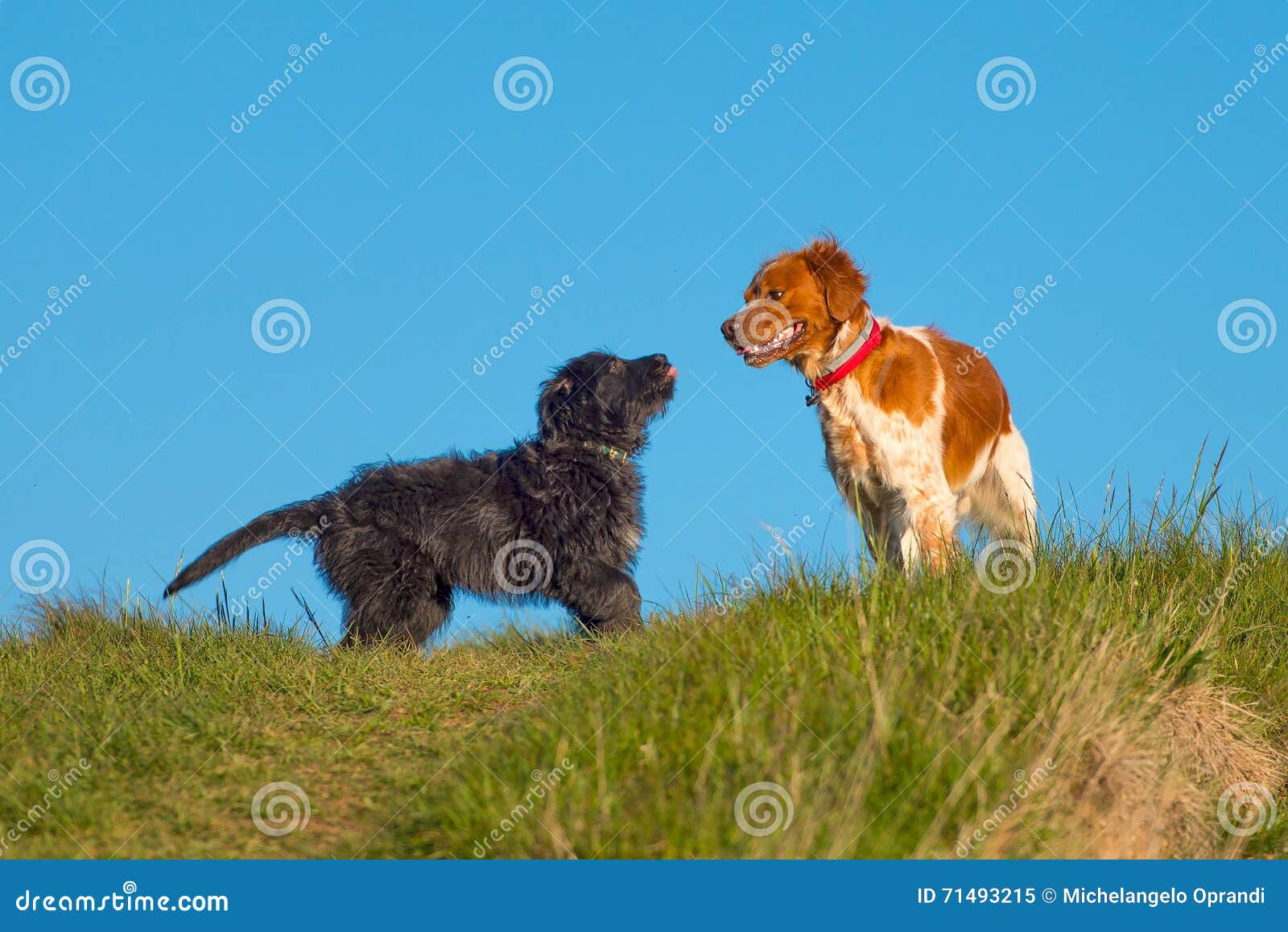 Two different color dogs stock image. Image of beagle - 71493215
