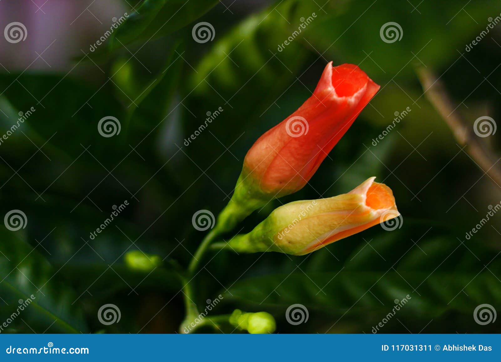 Two Different Colored Flowers on the Same Branch Stock Image - Image of ...