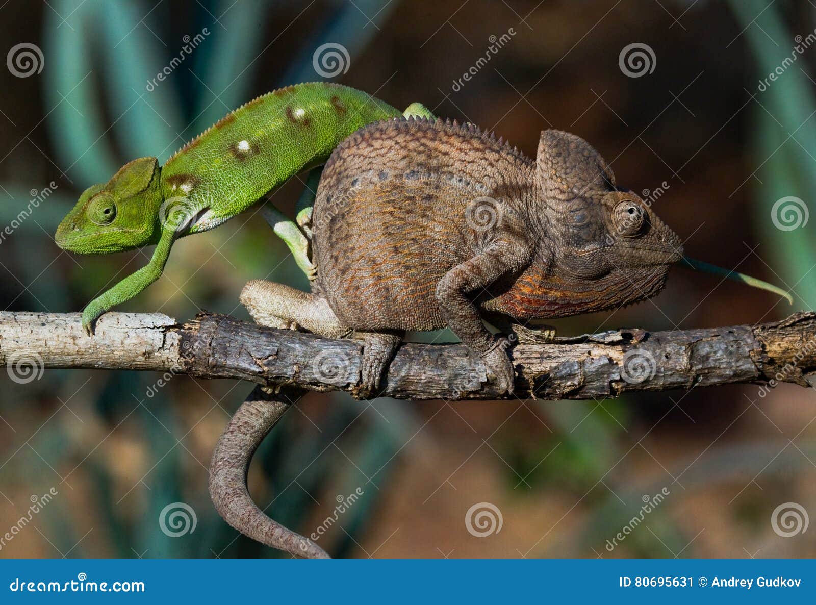 Two Different Colors of Chameleon Sitting on a Branch. Madagascar Stock ...